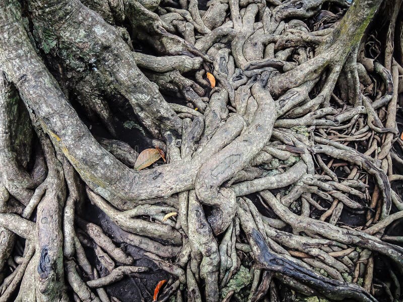 Beautiful Roots Pattern with Yellow Plant Leaf on the Ground. Stock ...