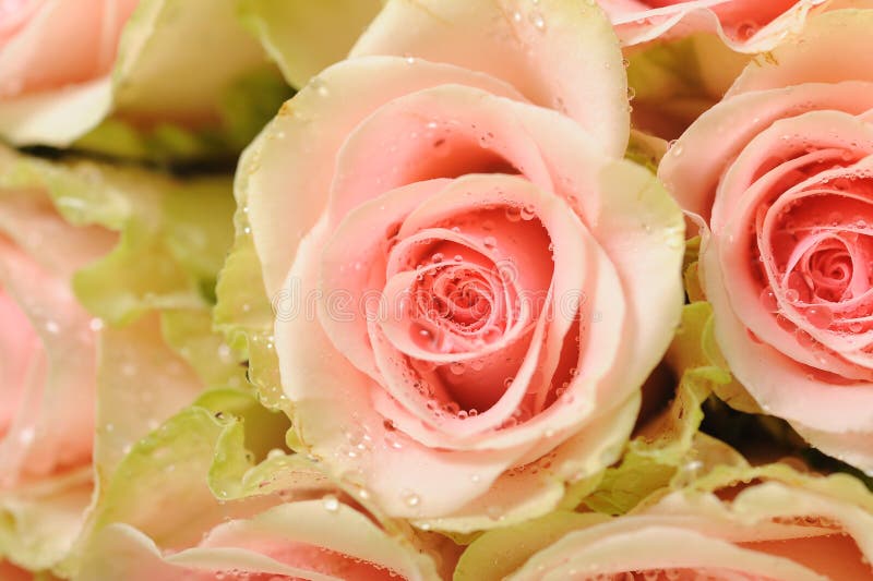 Beautiful rose stock image. Image of baby, mother, greeting - 18821989