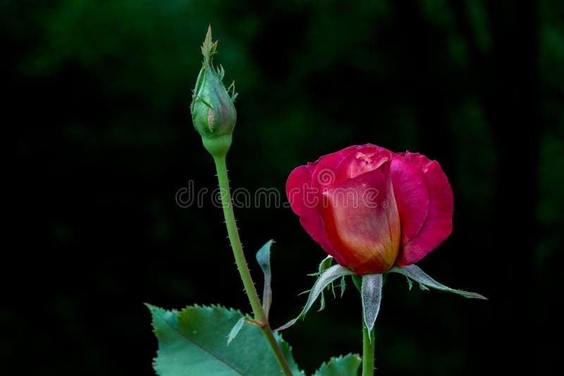Beautiful Rose and Background Stock Photo - Image of green, blossom ...