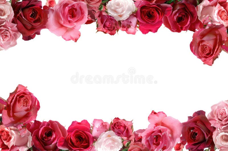 A Beautiful Rose Banner with a White Space for Text Stock Illustration ...