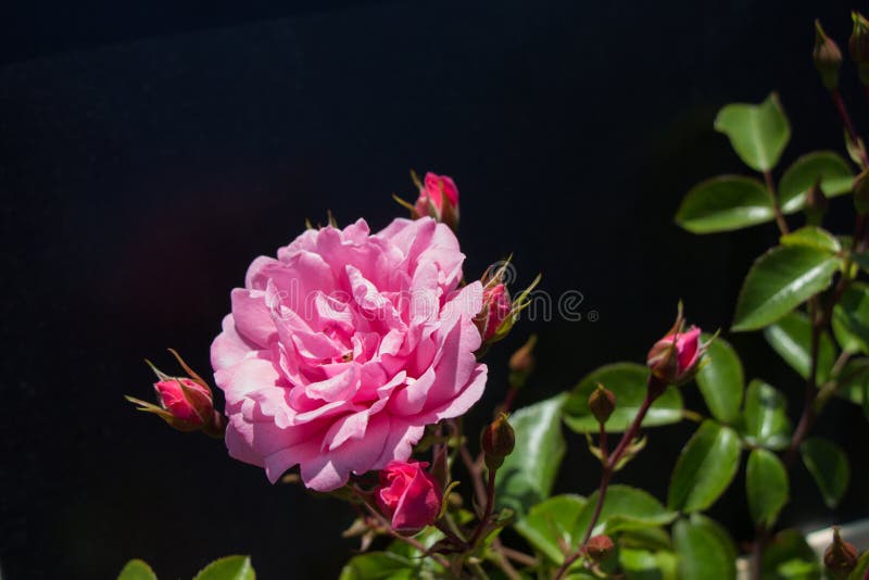 Beautiful Rose with a Black Background Stock Photo - Image of color ...
