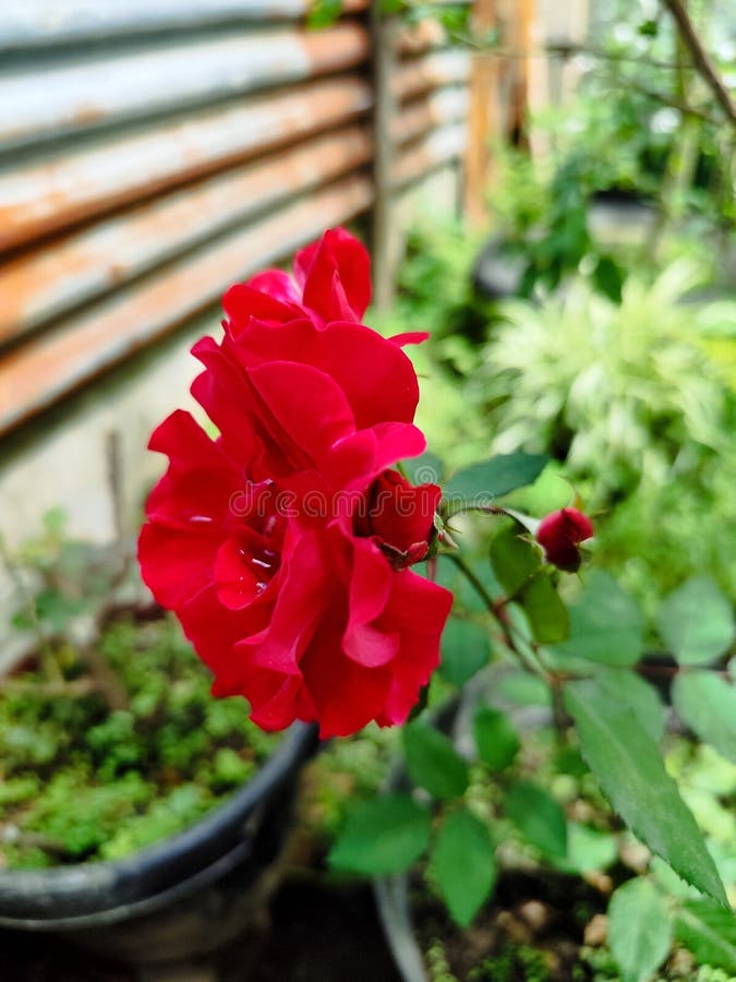 Beautiful rose in bloom stock photo. Image of bloomed - 345695998