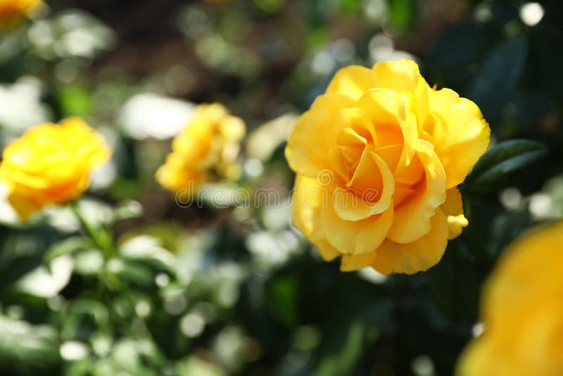 Beautiful Rose in Garden on Sunny Day Stock Photo - Image of blooming ...
