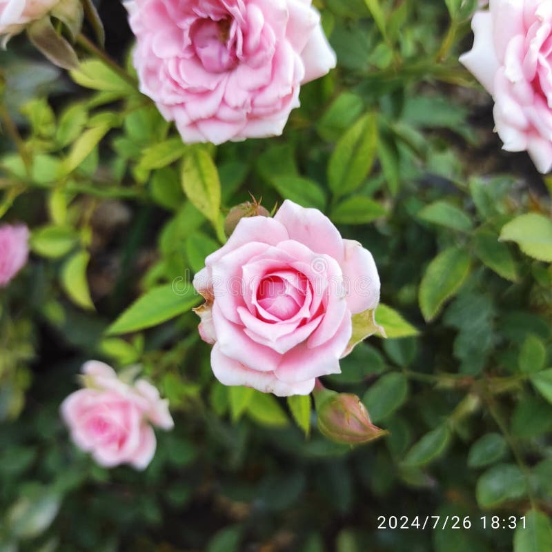 A Beautiful Rose Blooming among Lush Roses Stock Image - Image of rose ...