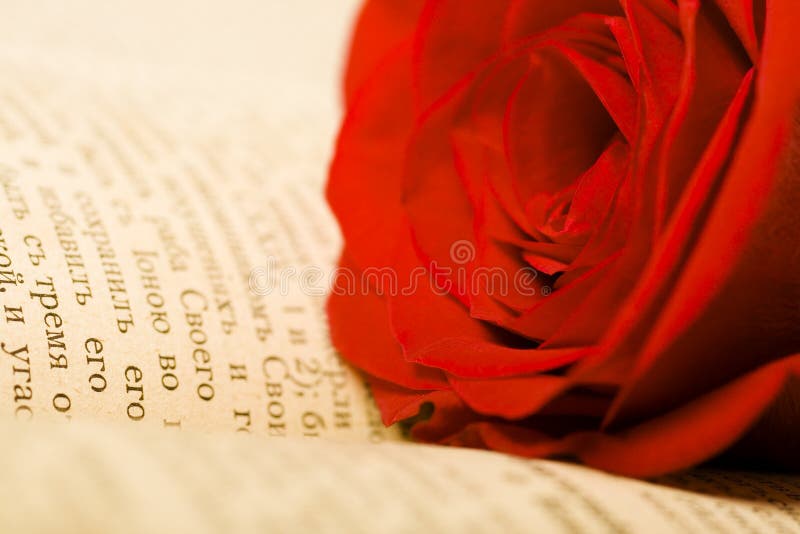 Beautiful rose on book stock photo. Image of gift, vintage - 6456574