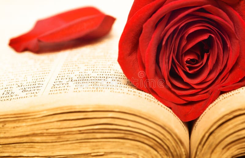 Beautiful rose on book stock image. Image of petals, expression - 6592909