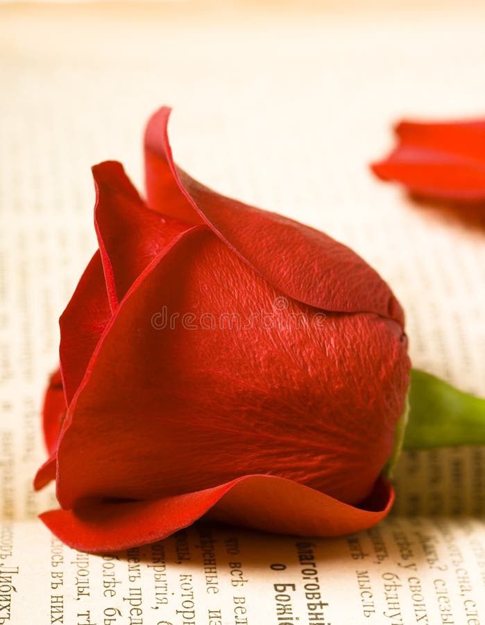 Beautiful rose on book stock photo. Image of gift, vintage - 6456574