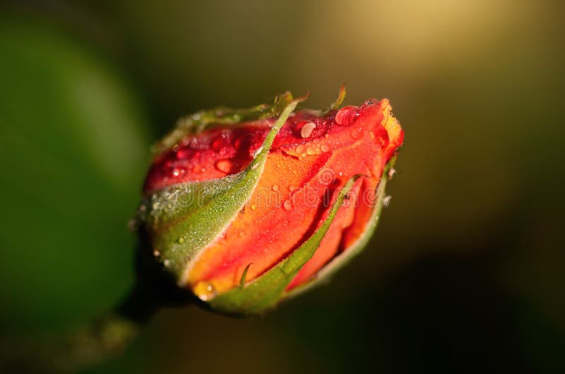 Beautiful rose bud stock photo. Image of flower, spring - 40850306