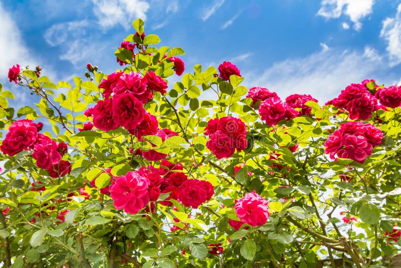 Beautiful Rose Bush Against Blue Sky with Clouds Stock Image - Image of ...