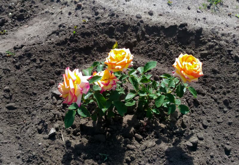 Beautiful rose bush stock photo. Image of gardening - 119231828