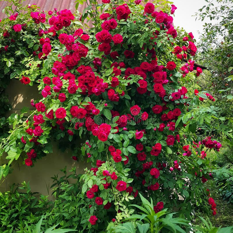 Beautiful Rose Bush in Summer Garden Stock Image - Image of summer ...