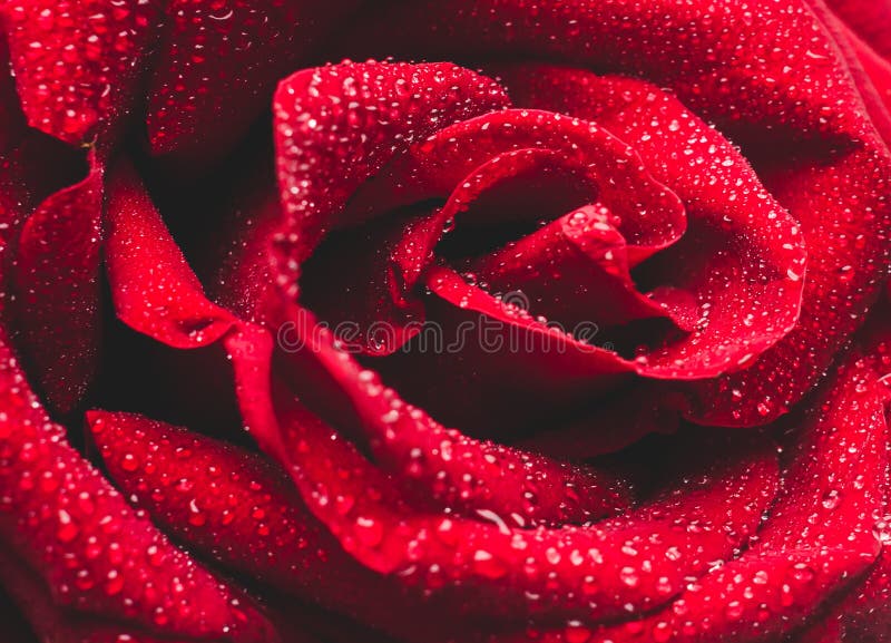 Beautiful Rose Close-up with Drops of Water, Wallpaper Stock Image ...