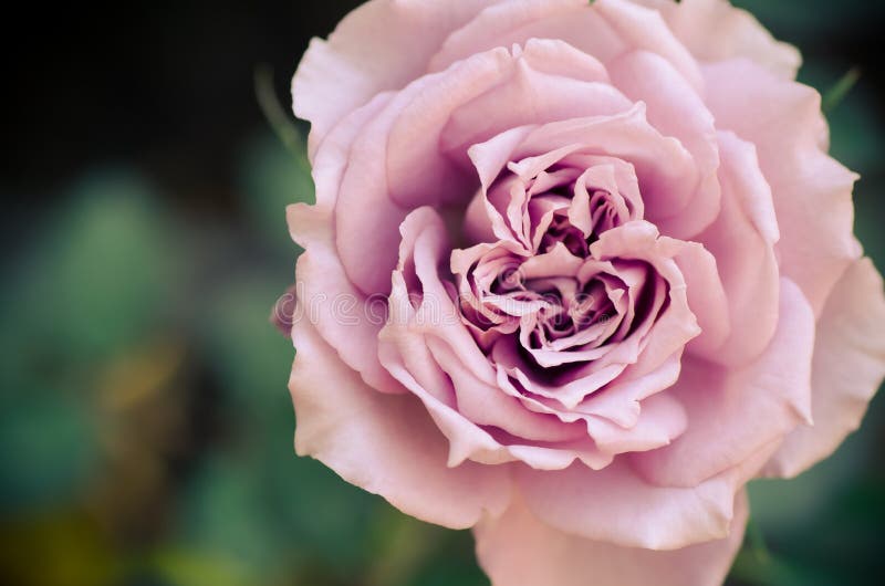 Beautiful rose stock image. Image of plant, natural, filter - 50547437