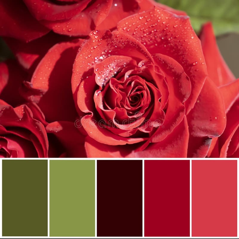Beautiful Rose, Sample Color Palette Stock Photo - Image of open, color ...