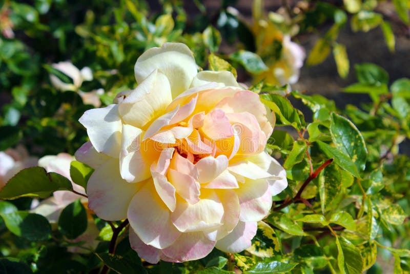 Beautiful Rose stock photo. Image of garden, leaves, rose - 92477772