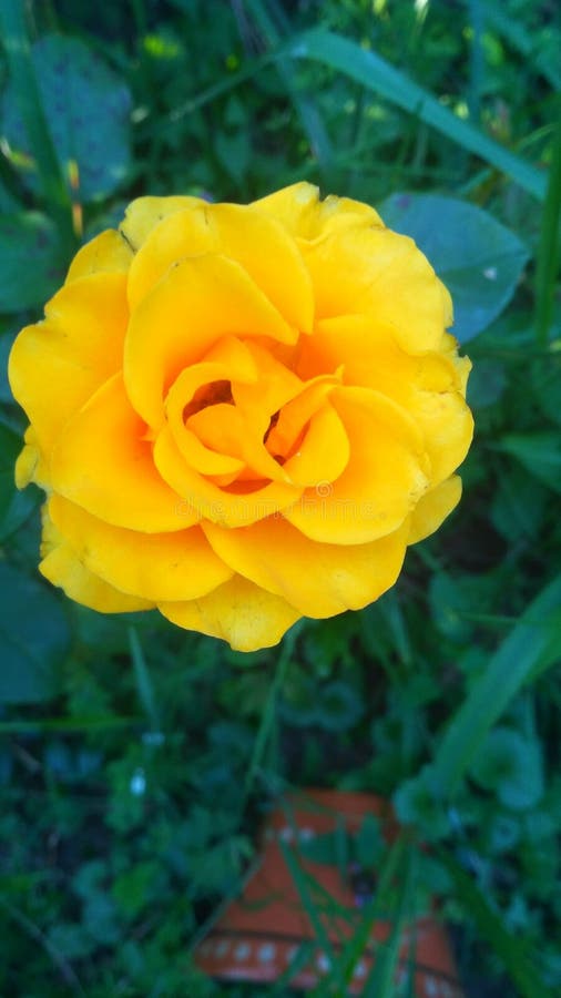 Deep Yellow Color Powder Explosion Cloud Isolated on Black Background ...