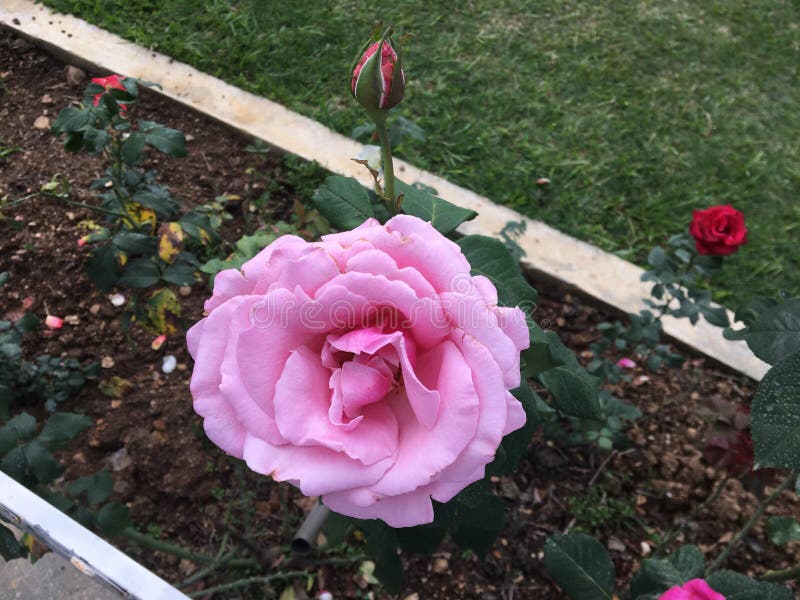 A Beautiful Rose. with a Flower Stalk. Stock Image - Image of tulip ...