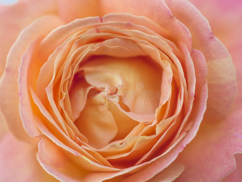 Beautiful Rose Flower Close Up Stock Image - Image of rain, background ...