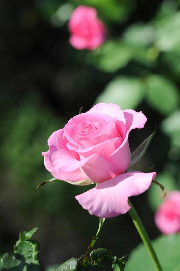 Beautiful rose flower stock photo. Image of rose, garden - 97389696