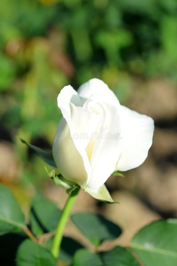 Beautiful rose flower stock image. Image of love, romantic - 97389863