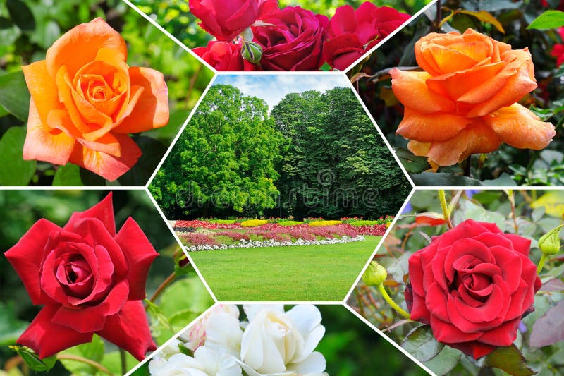 Beautiful Rose Flower in Garden. Collage Stock Image - Image of love ...
