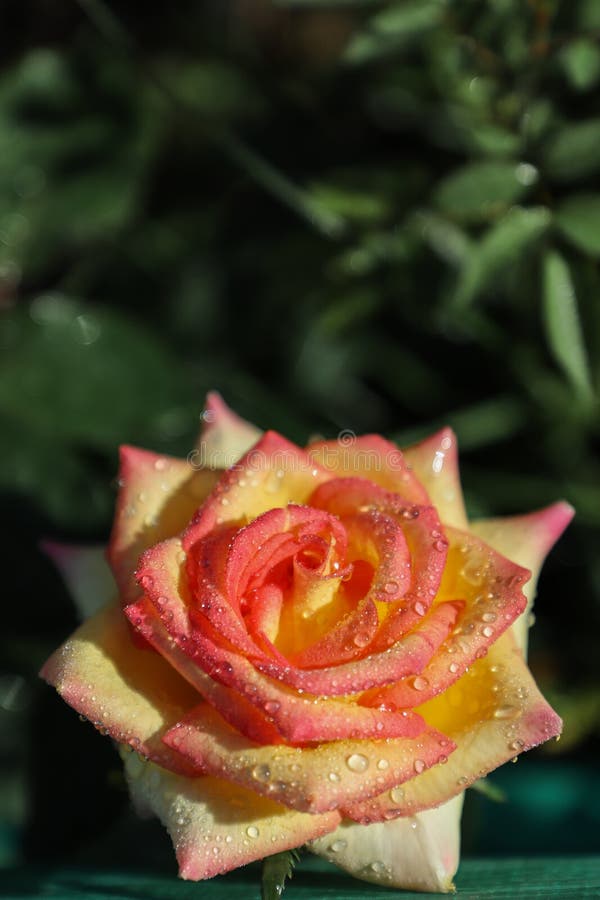 Beautiful Rose Flower in the Garden after the Rain, Small Depth of ...