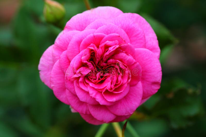 Beautiful Rose Flower in the Garden Stock Photo - Image of rose ...