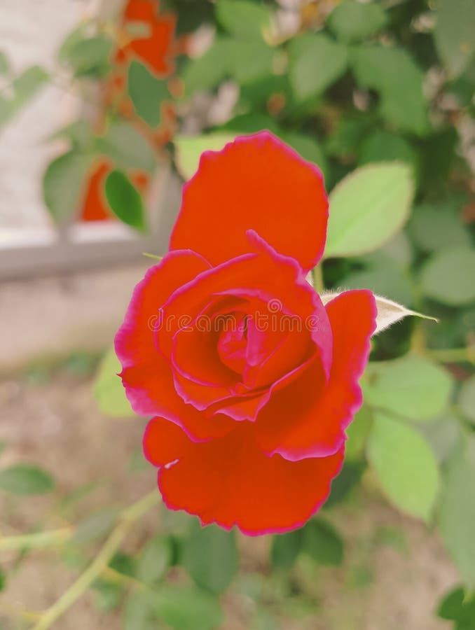 Beautiful Rose Flower HD Quality Stock Photo - Image of petal, quality ...