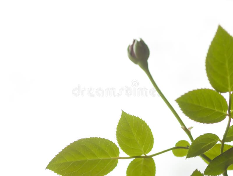Beautiful Rose Flower. House and Garden Plant Stock Image - Image of ...