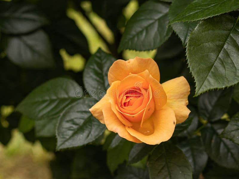 Isolated Rose Flower Isolated Colored Rose Flower in the Garden Stock ...