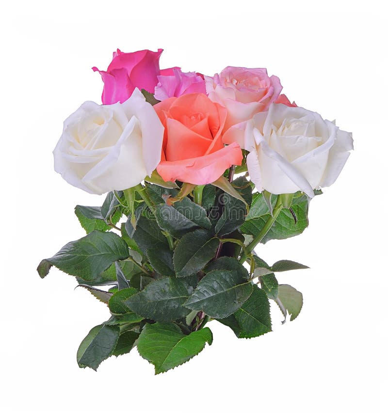 Beautiful Rose Flower Isolated on White Stock Photo - Image of ...