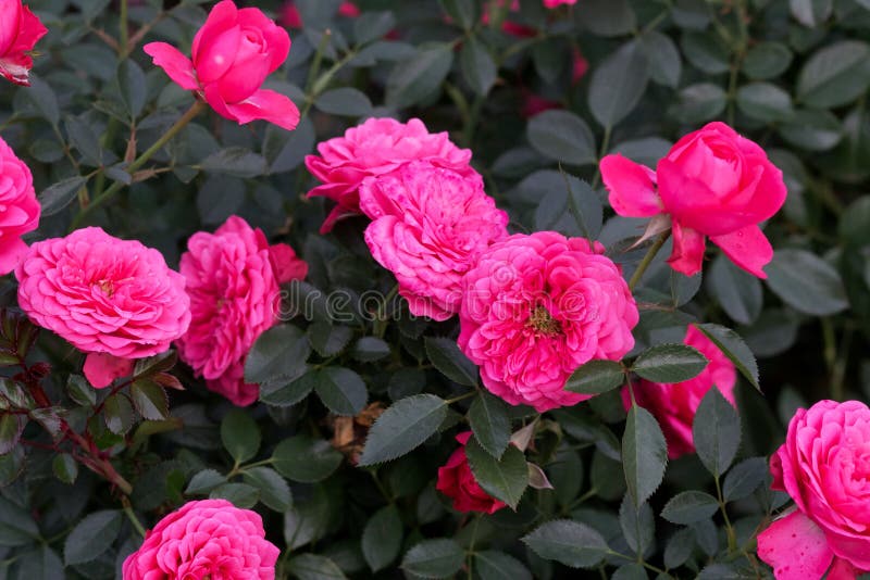 Beautiful Rose Flower "rosa Octavia Hill" Close-up Stock Image - Image ...