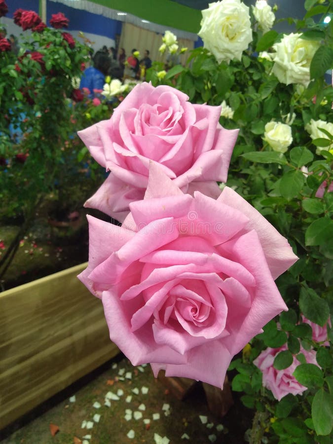 Beautiful Rose Flower in a Flower Show Stock Photo - Image of rose ...