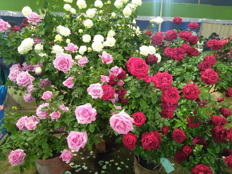 Beautiful Rose Flower in a Flower Show Stock Image - Image of nature ...