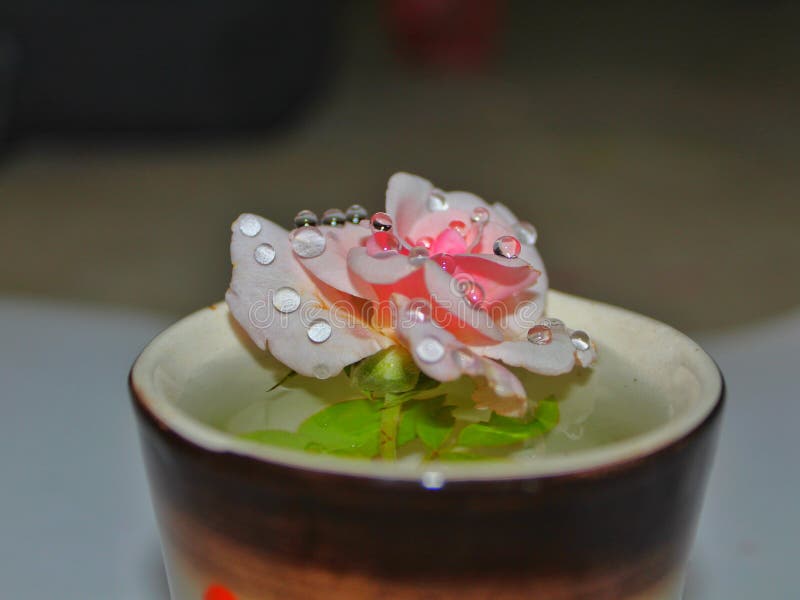 Beautiful Rose Flower with Water Drops Wallpaper Stock Image - Image of ...