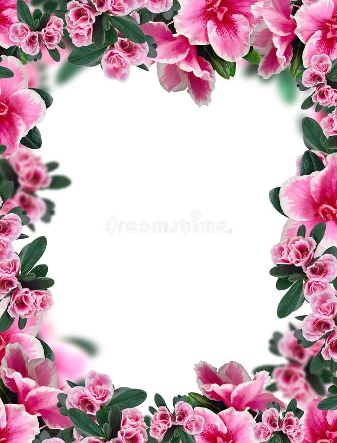 Fresh roses frame stock photo. Image of floral, copy - 18632164