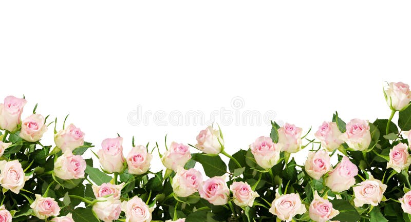 Beautiful Rose Flowers Border Stock Photo - Image of bouquet, bottom ...