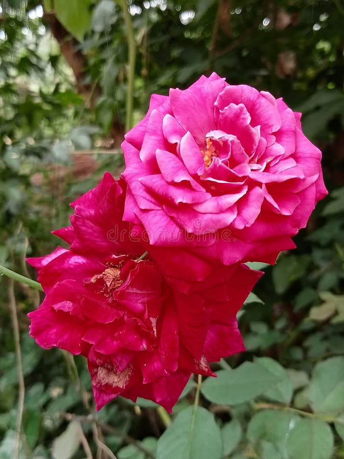 Beautiful Rose Flowers in Sri Lanka Stock Image - Image of lanka, rose ...