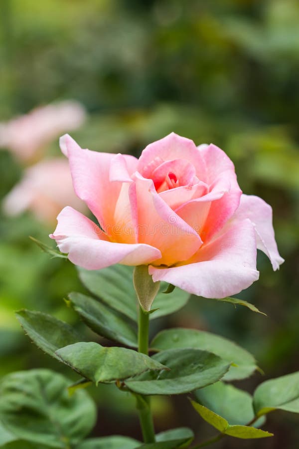 Beautiful rose stock photo. Image of field, nature, marigold - 59153270