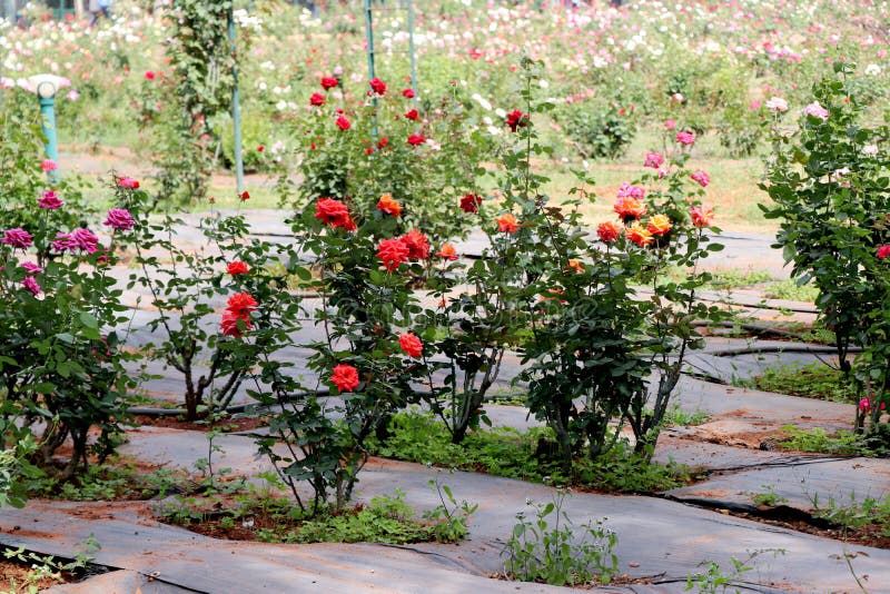 Beautiful Rose Garden, Flower Garden Lush Greenery Stock Image - Image ...