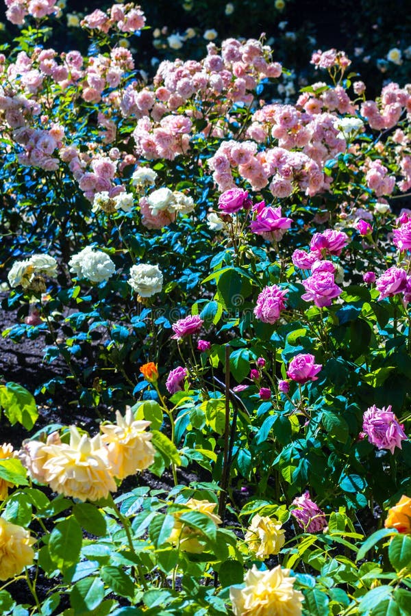 Beautiful Rose Garden in Summer, UK. Stock Photo - Image of subtle ...