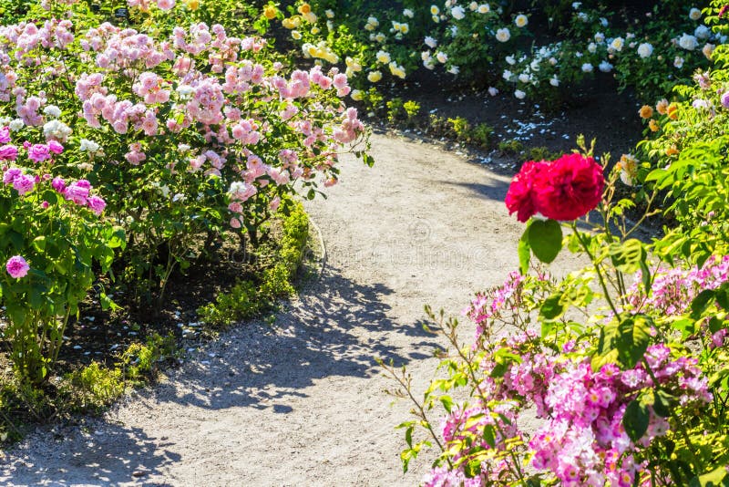 Beautiful Rose Garden in Summer, UK. Stock Photo - Image of leaf ...