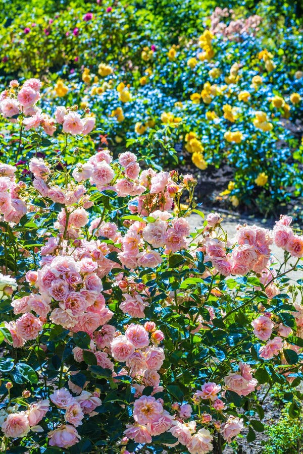 Beautiful Rose Garden in Summer, UK. Stock Photo - Image of summer ...