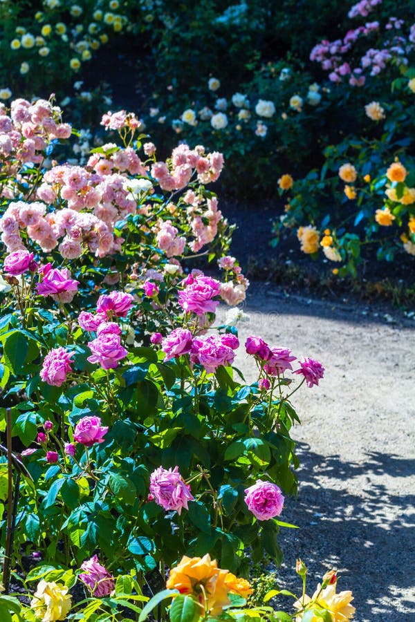 Beautiful Rose Garden in Summer, UK. Stock Photo - Image of floral ...