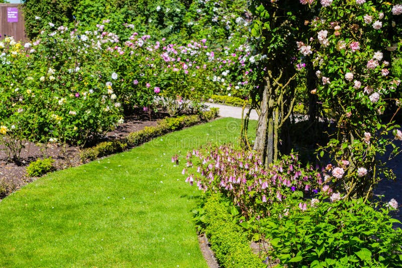 Beautiful Rose Garden in Summer, UK. Stock Image - Image of beautiful ...
