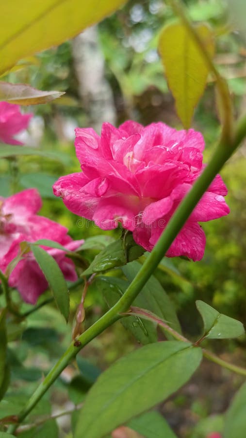 Thorny roses stock photo. Image of leaf, wildflower - 266635148