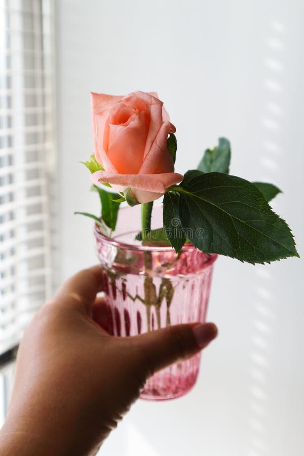 Beautiful Rose in a Glass Vase Stock Image - Image of bunch, petal ...
