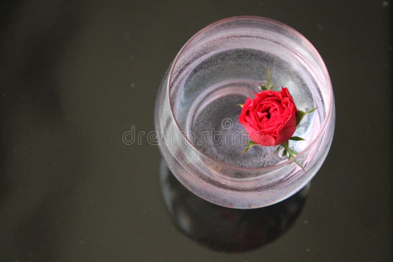 Beautiful Rose in a Glass Wine Glass Stock Photo - Image of flowers ...