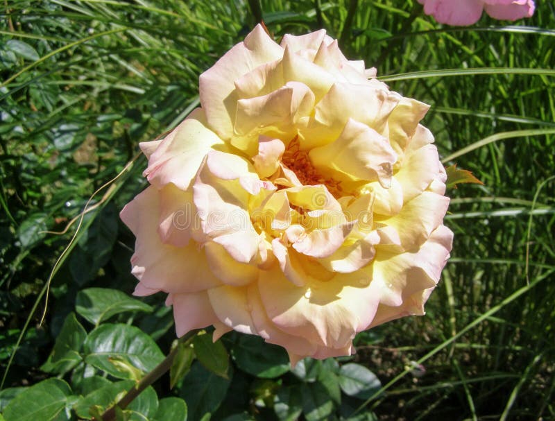Beautiful Rose in the Grass Stock Image - Image of bright, flora: 184134179
