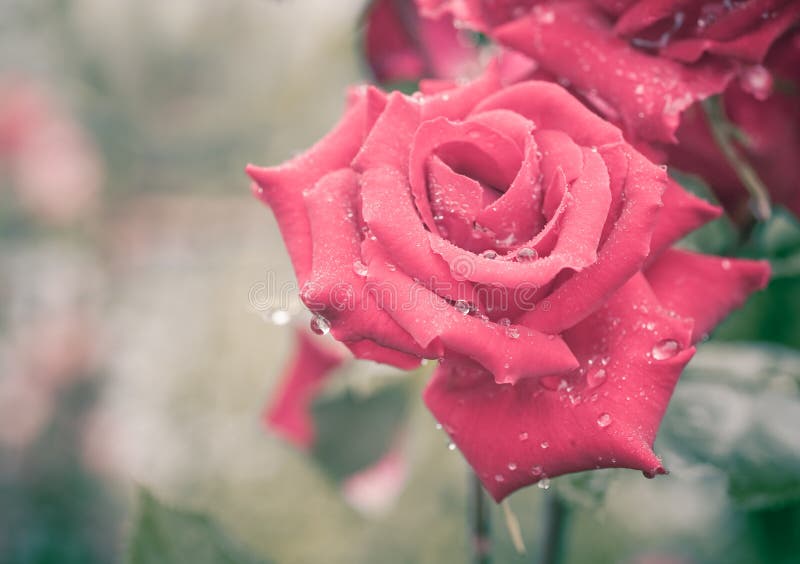 Beautiful Rose in Grunge Style Stock Photo - Image of soft, love: 27159728